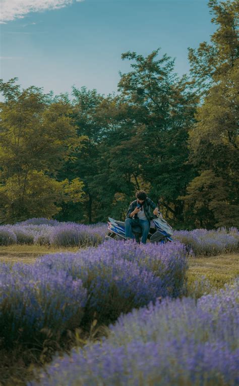 경치 경치가 좋은 고요한 꽃 나무 남자 녹지 농촌의 들판 라벤더 모터사이클 모토 바이커 보라색 비즈베하라 선명한 시골 식물 식물군 신선한