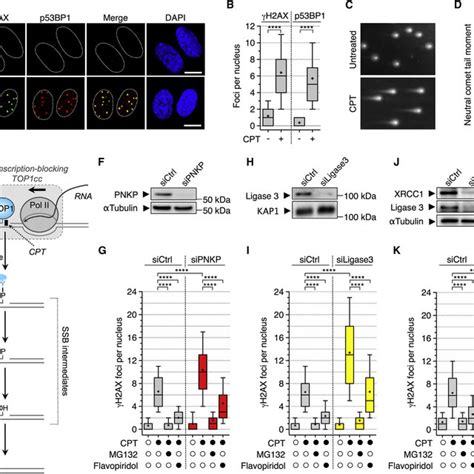 R Loop Dependent DSBs Are Mediated By XPF XPG And FEN In Download Scientific Diagram