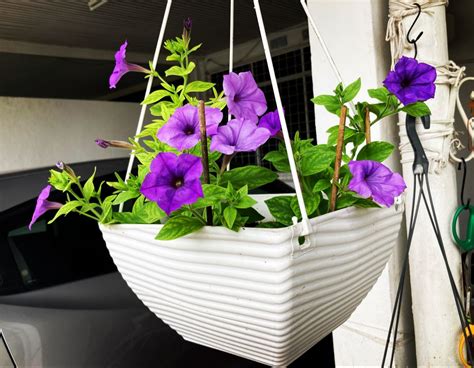 Evening Scentsation | Purple petunias, Diy garden, Petunias