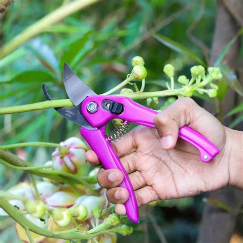 Buy Garden Shears Pruners Scissor Precision Cutting Tools For Gardening