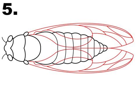How To Draw A Cicada Easy Drawing Tutorial