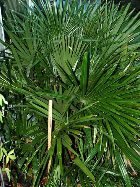 Rhapidophyllum Hystrix Palmpedia Palm Growers Guide