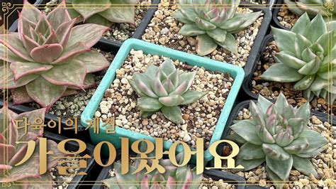 0829 가을이다가왔네요 즐거운 주말 보내셨나요~💓‼️ 마리아도감천만이엘크꽃눈안동먼디제이드스타꽃눈 Youtube