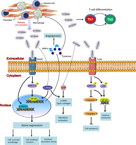 Functions Of Extracellular S100a4 Protein S100a4 Can Be Released Into