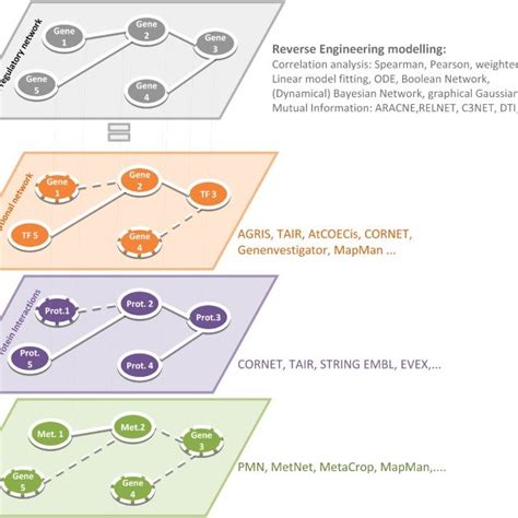 reverse engineering strategies to simulate gene regulatory networks and