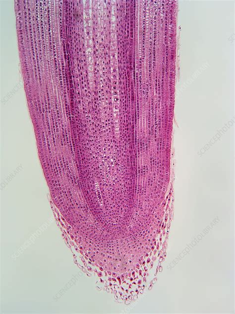 Lm Of Corn Root Stock Image C012 1154 Science Photo Library