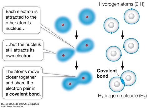 Electron Atom