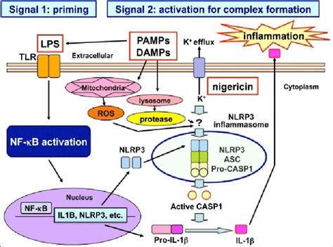 Illustration Of The Two Component Regulatory System In Inflammasome