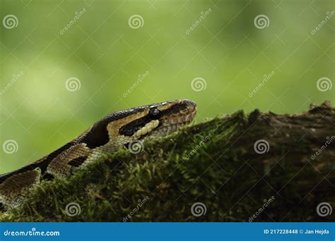 The Ball Python Python Regius Also Called The Royal Python On The Old
