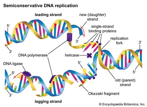 Nucleic Acid Ribosomal Rna Rrna Translation Britannica