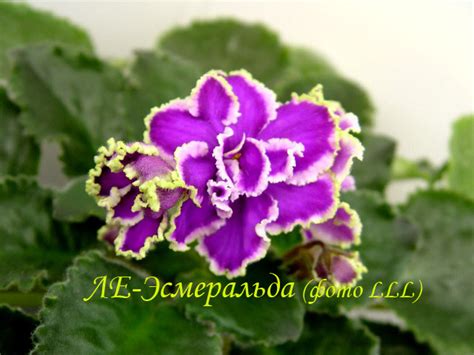Фиалка ЛЕ-Эсмеральда