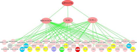 Three Layered Hierarchical Gene Regulatory Network Under The Control Of Download Scientific