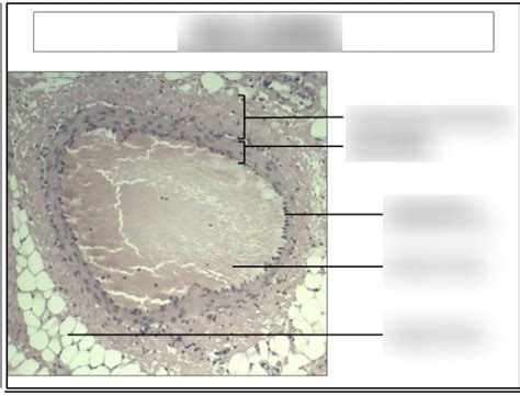 Vein Diagram Quizlet