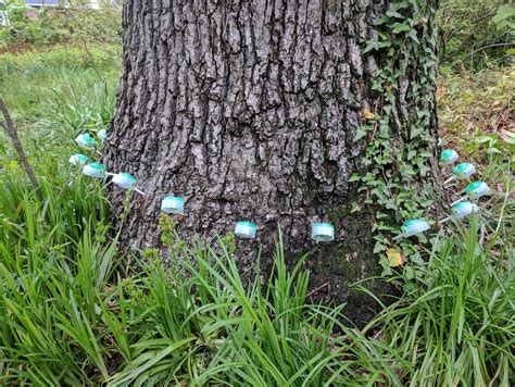 Tree Fertilization Boosting The Health And Growth Of Your Trees Eds Tree Service