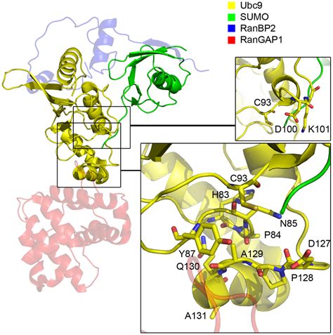 The Structure Of The Ubc9 Sumo Ranbp2 Rangap1 Complex [20] The Chains