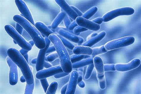 Probiotics