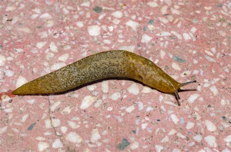 Limacus Flavus Crawling Yellow Slug In The Garden 49279690 Stock