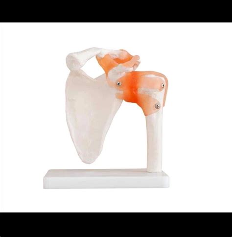 Shoulder Scapular Joint Anatomy Model 69 99 Picclick Ca