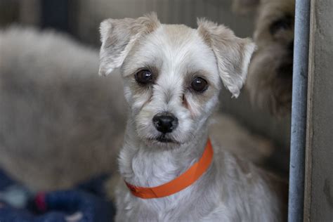 Inglish National Mill Dog Rescue Flickr