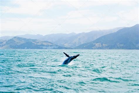 Massive Humpback whale jumping out of water Stock Photo by ©KonArt 27320777