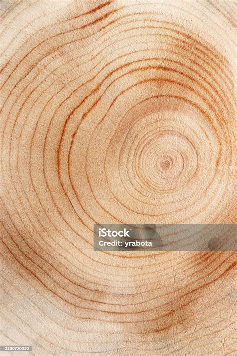 나무 패턴 노간주나무의 자연스러운 나무 고리 나뭇결 및 선 패턴 흙빛 톤의 유기적인 질감이 있는 나무 표면의 모습 자연 목공 또는 유기적 디자인 테마의 경우 수직입니다