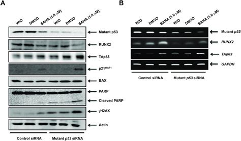 Forced Depletion Of Mutant P53 Augments Saha Mediated Accumulation Of
