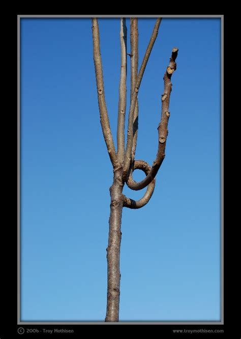 Tree Loop By Tmathise