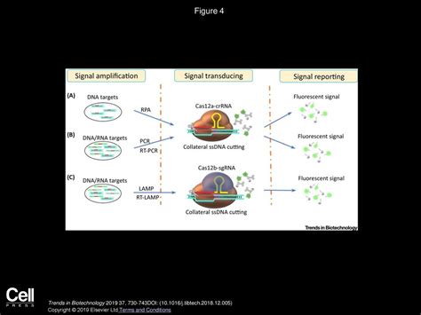 Crisprcas Systems Towards Next Generation Biosensing Ppt Download
