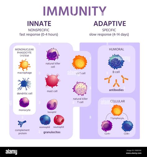 Innate And Adaptive Immune System Immunology Infographic With Cell Types Immunity Response