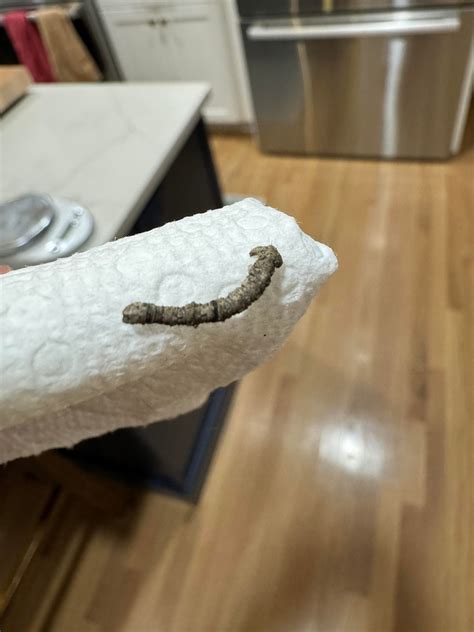 Worm Like Insect In Massachusetts Us Rinsects
