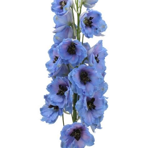 Delphinium Double Dewi Blue Smile 130cm Wholesale Dutch Flowers And Florist Supplies Uk