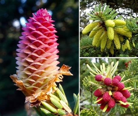 Colorful Conifer Cones Arnold Arboretum