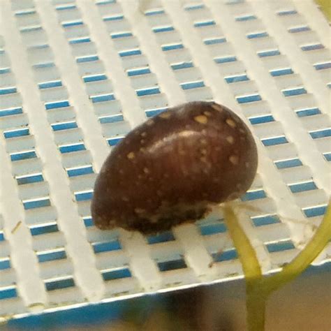 Nerite Snail Nerita Sp Small That Fish Place