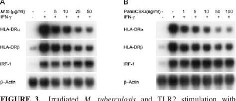 Figure 3 From Mycobacteria Inhibition Of Ifn Gamma Induced Hla Dr Gene Expression By Up