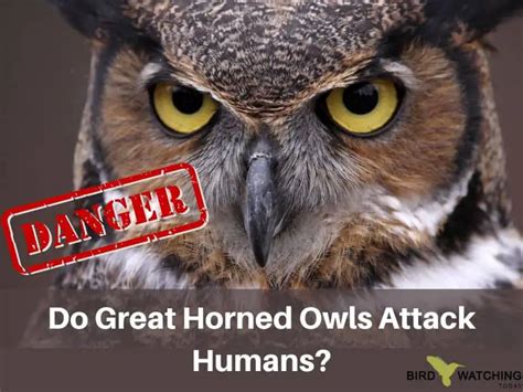 Would An Owl Kill A Human At Richard Montejano Blog