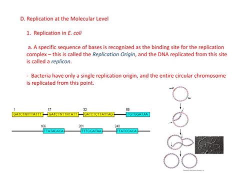 Viii Dna Function Replication Ppt Download