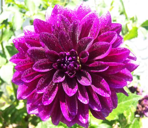 The Minute Gardener Photo Dahlia Dahlia Sp