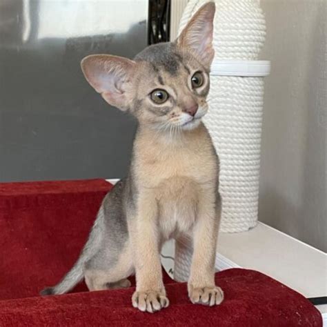 Abyssinian Cat Breedersabyssinian Cat Breederabyssinian Cattery