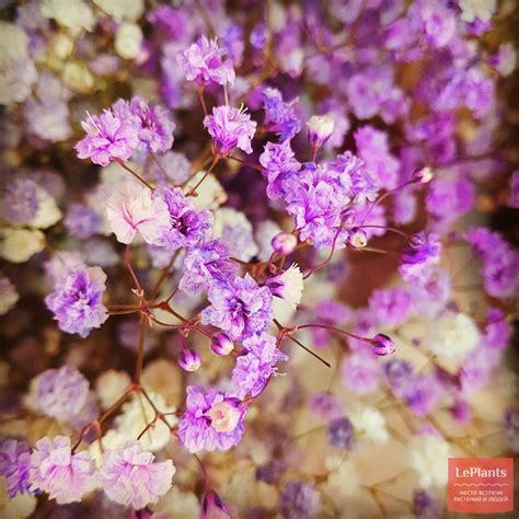 Гипсофила метельчатая Gypsophila Paniculata — описание выращивание