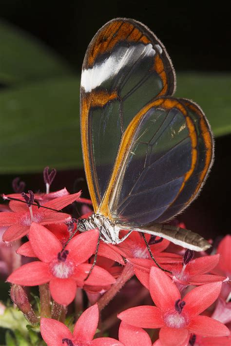 Glasswing Butterfly Photograph By Power And Syred Fine Art America