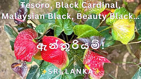 ඔන්න ගෙනාවා වටිනම වර්ග වලින් Packages ඉවර වෙන්න කලින් වෙන්කර ගන්න👻 Alankara Plants