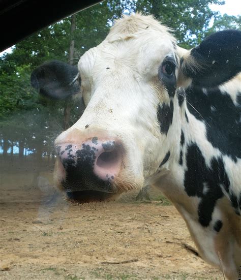 Visiting Lazy 5 Ranch — Thriller Mom