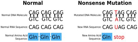 Stop Codon Mutation Sequence And Overview Video And Lesson Transcript