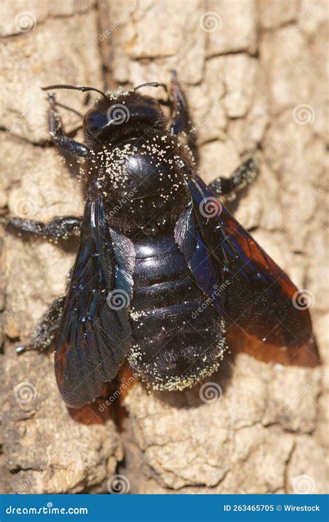 Vertical Shot Of A Large Black Carpenter Bee On Wood In A Field Under The Sunlight Stock Image