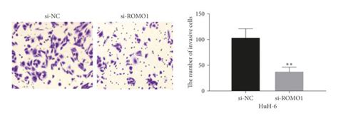 Downregulation Of Romo1 Decreases The Cell Migrative And Invasive Download Scientific Diagram