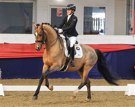 Jessie Kirbys Young Riders Horse Windy De La Roche Cmf Retired From Sport