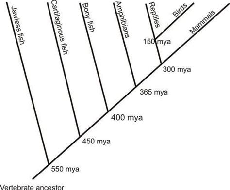 Animals Vertebrates Organismal Biology