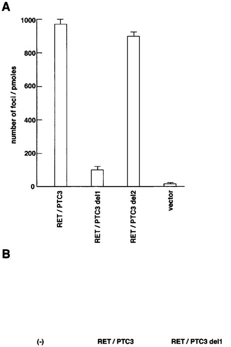 The N Terminal Oligomerization Domain Of Rfg Is Essential For The