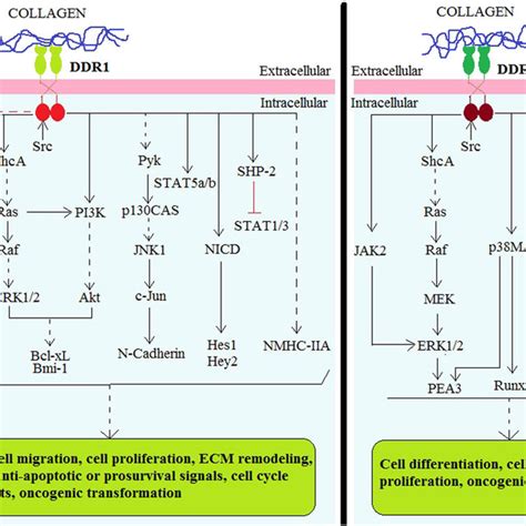 Pdf Ddr And Ddr A Review On Signaling Pathway And Small Molecule Inhibitors As An