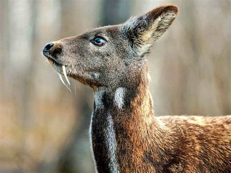 Животные Красной книги 40 видов России международной самые редкие список названия описание